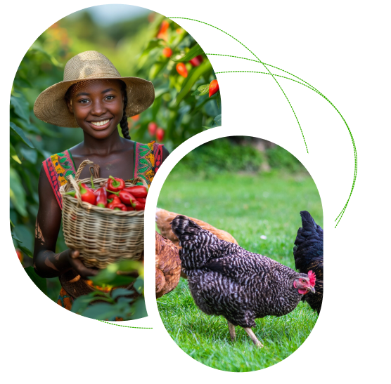 About Sarman Farms Sarman Integrated Farms